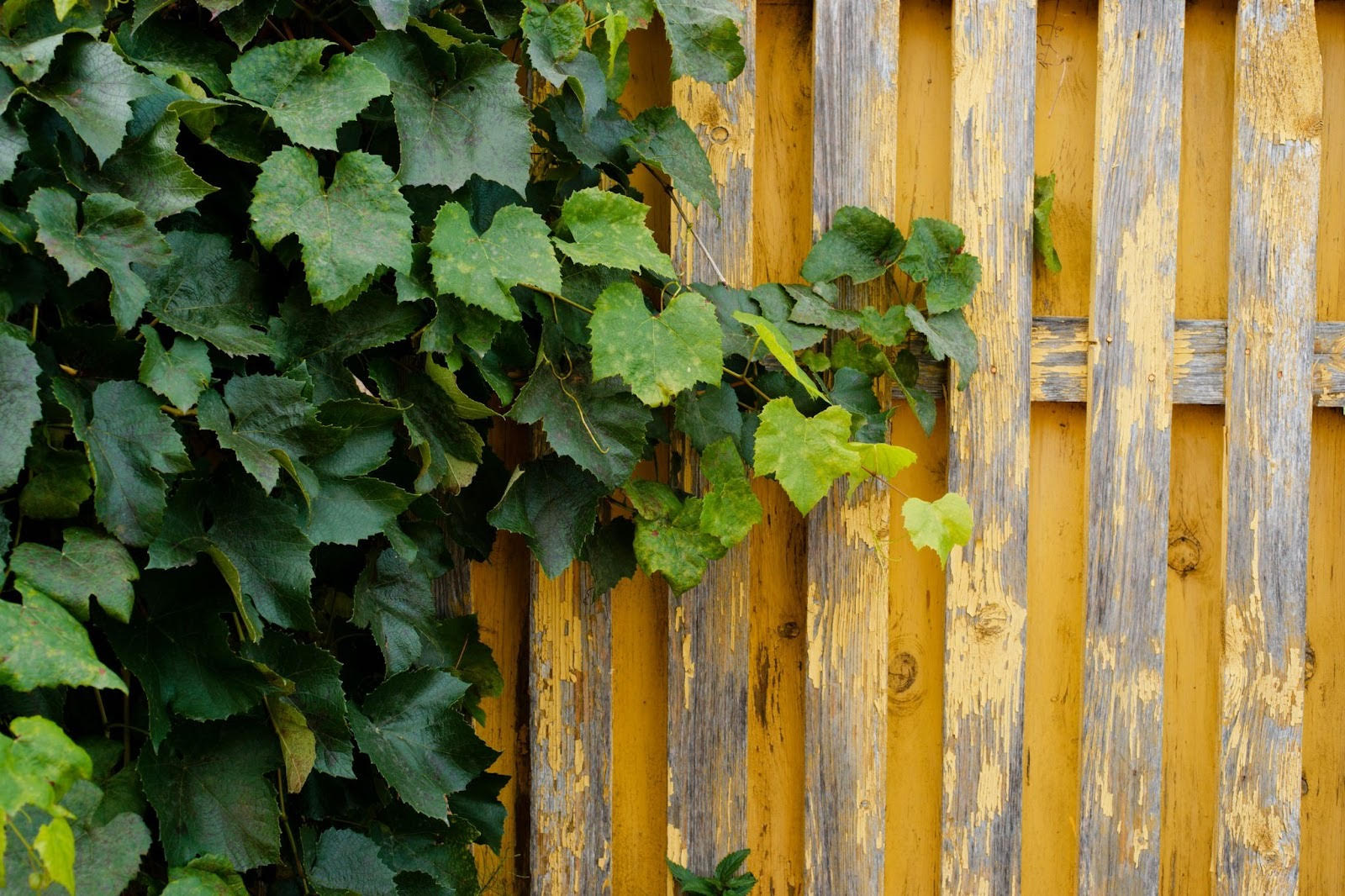 How to Tell If Your Fence Is Old: A Homeowner’s Guide to Aging Fences ...
